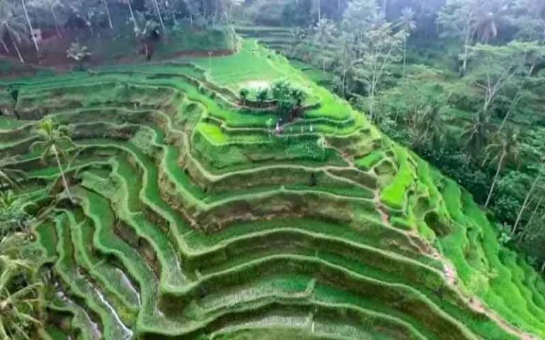 8 Daftar Sawah Terasering di Bali yang Wajib Anda Kunjungi
