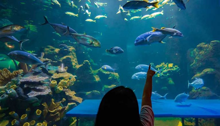 Wisata Seaworld Bali tempat liburan keluarga di Bali - Panduan Wisata Bali