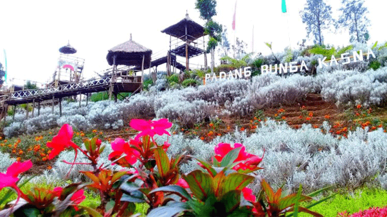Padang Bunga Kasna: Edelweiss Bali di Lereng Gunung Agung - Panduan Wisata Bali