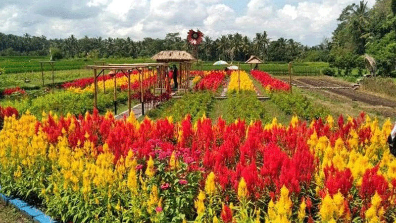 Sun Flowers Belayu: Ladang Bunga Matahari Tersembunyi Bali - Panduan ...